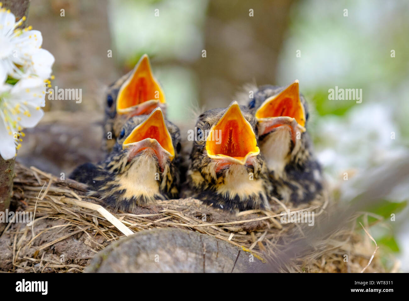 Bird brood in nest on blooming tree, baby birds, nesting with wide open ...