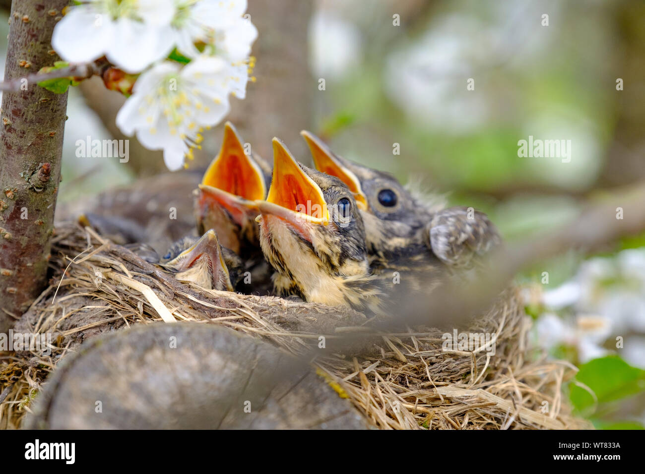 Bird brood in nest on blooming tree, baby birds, nesting with wide open ...