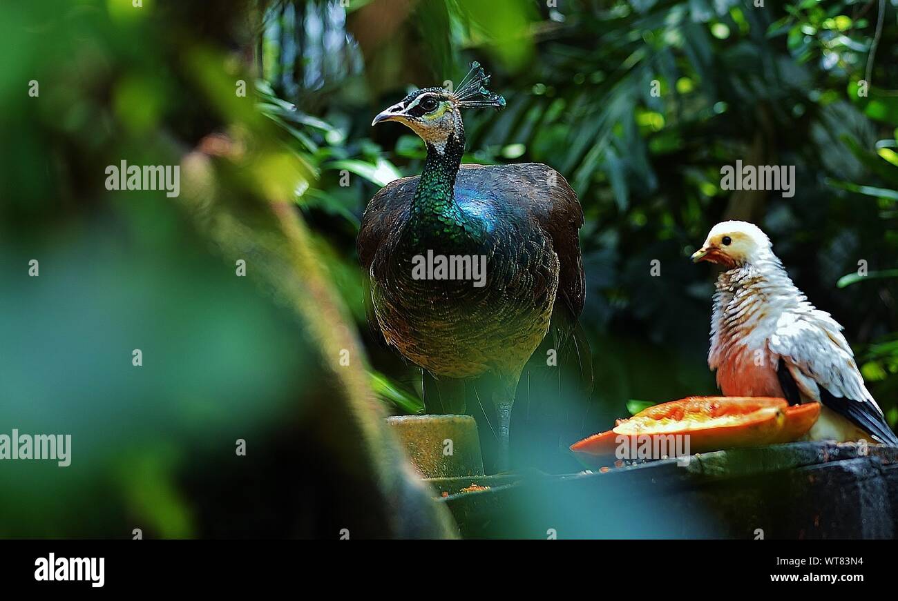 Peahen bird hi-res stock photography and images - Alamy