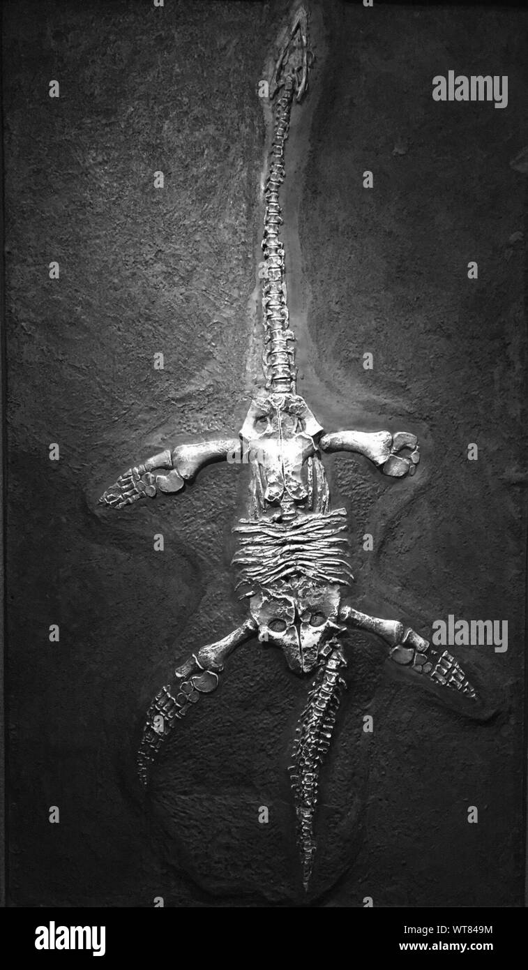 Rock Skeleton High Resolution Stock Photography and Images - Alamy