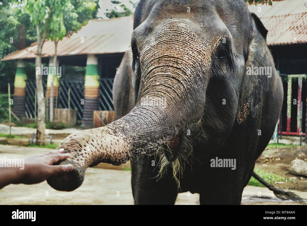 Touching an elephant hi-res stock photography and images - Alamy