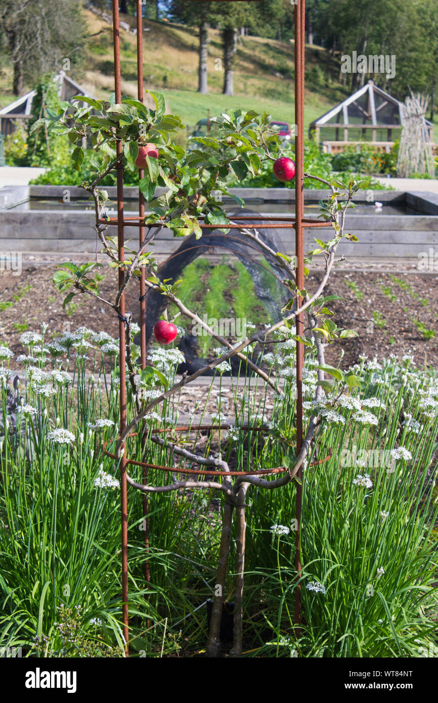 Training an apple tree in a productive vegetable garden with herbs at ...