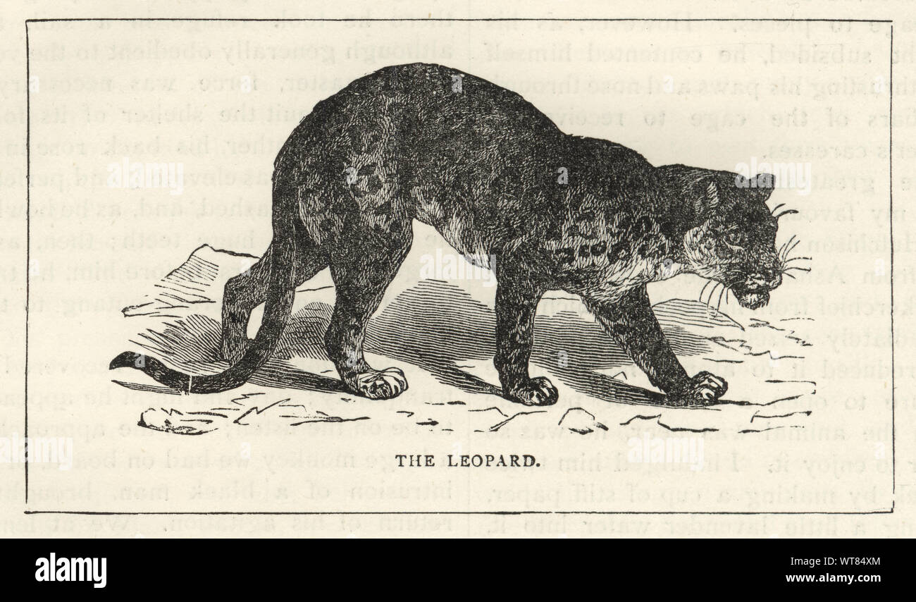 Vintage engraving of a Leopard, 19th Century Stock Photo - Alamy