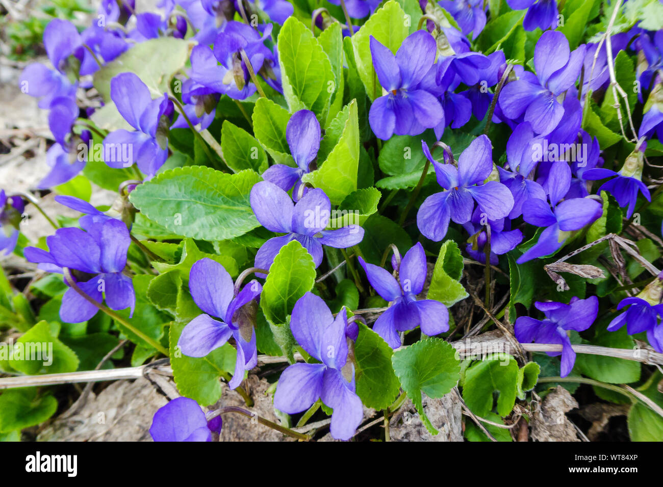 The fragrant violet viola odorata hi-res stock photography and images ...