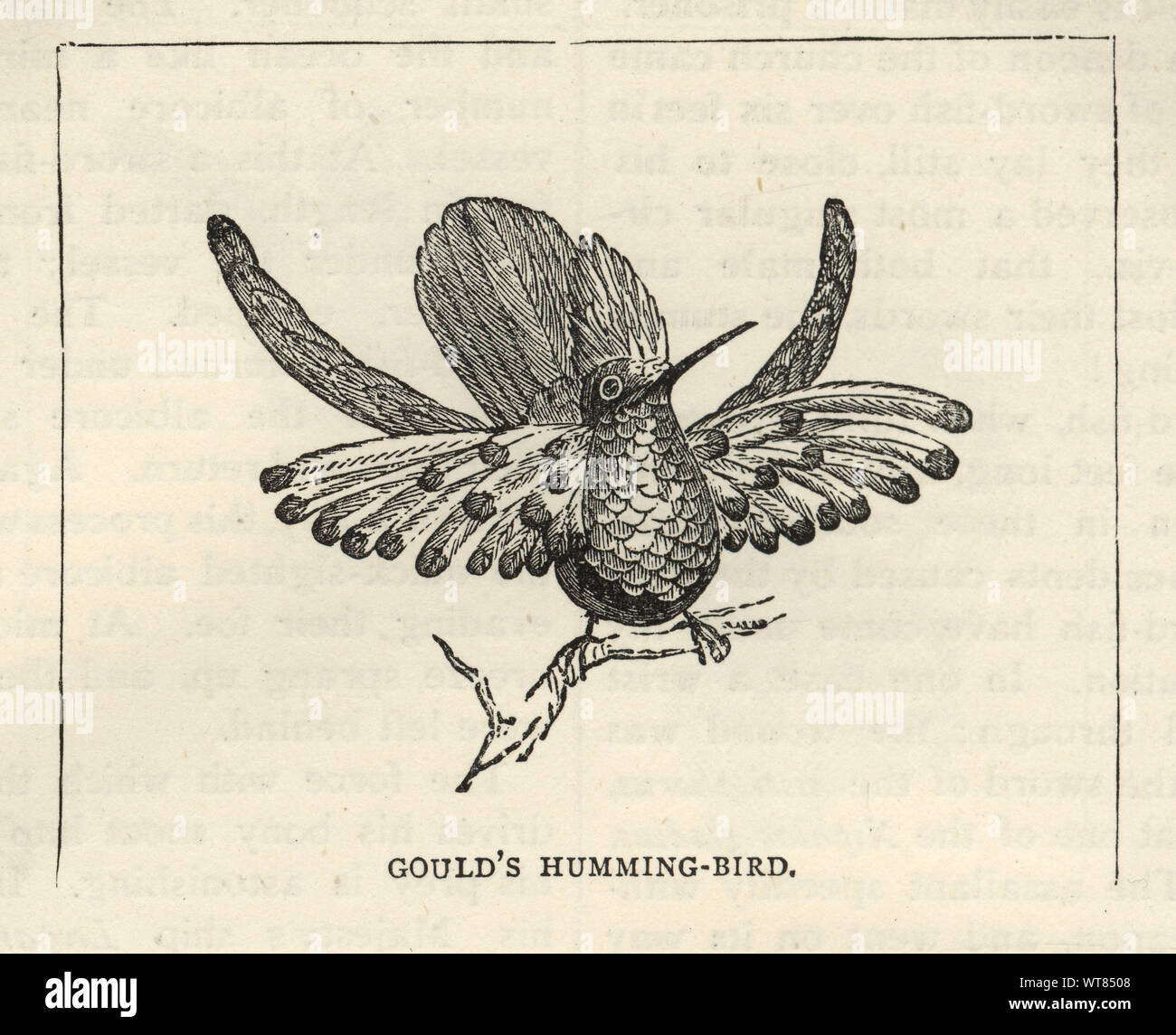 Vintage engraving of Wildlife, Birds, Gould's Humming Bird, 19th ...