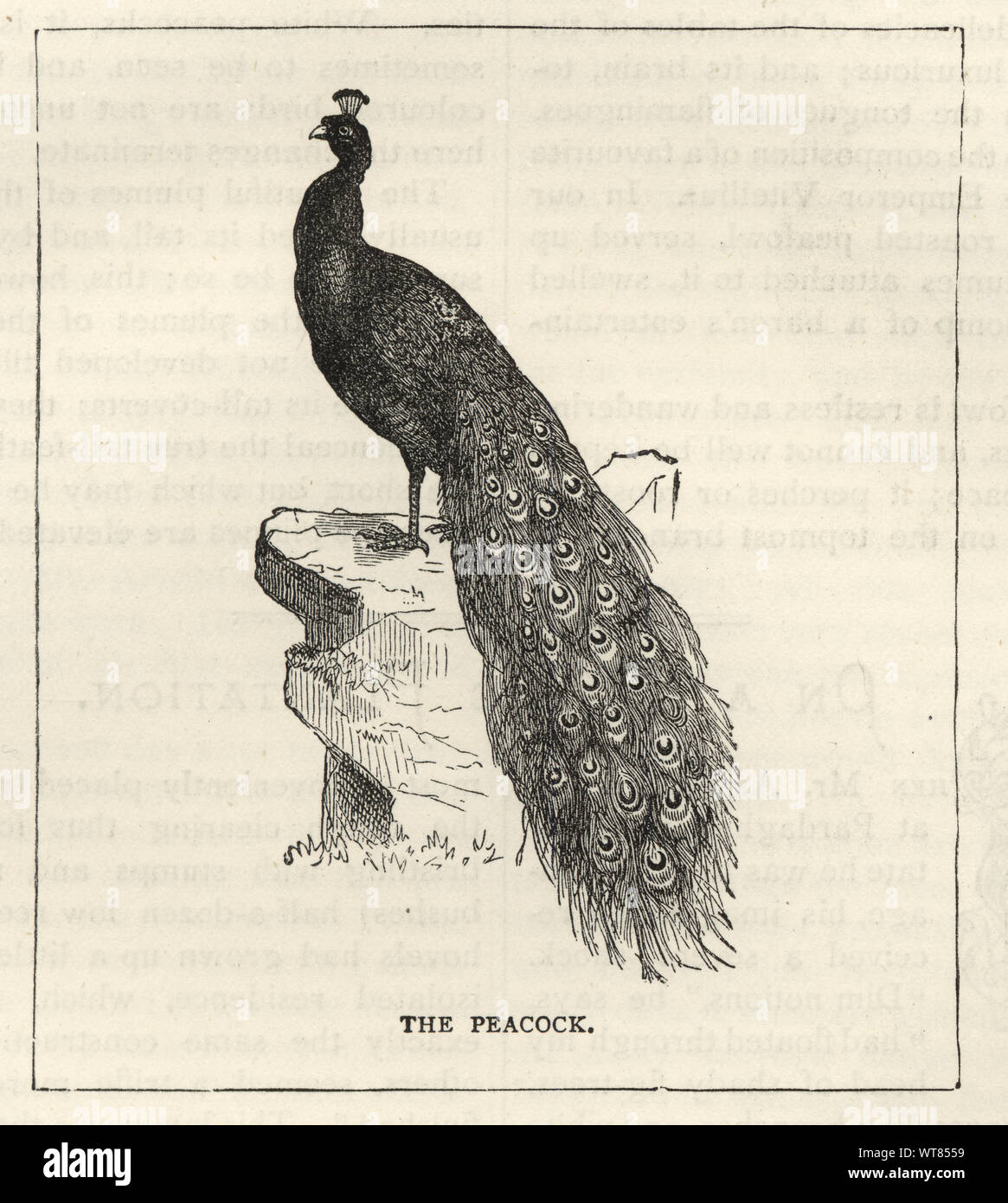 Vintage engraving of a peacock, 19th Century Stock Photo - Alamy