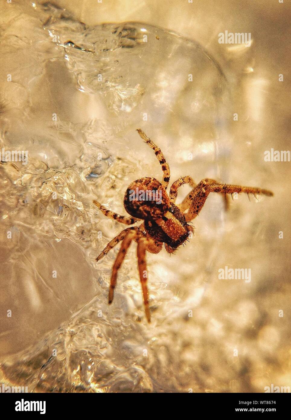 Ice spider hi-res stock photography and images - Alamy