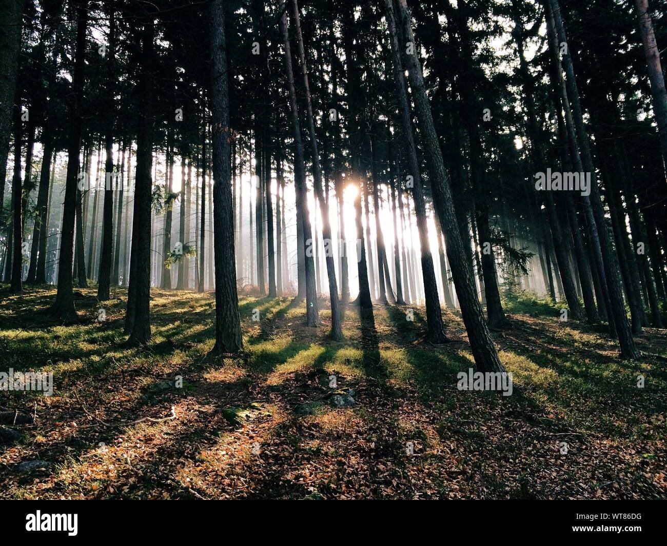 Tall and beautiful hi-res stock photography and images - Alamy