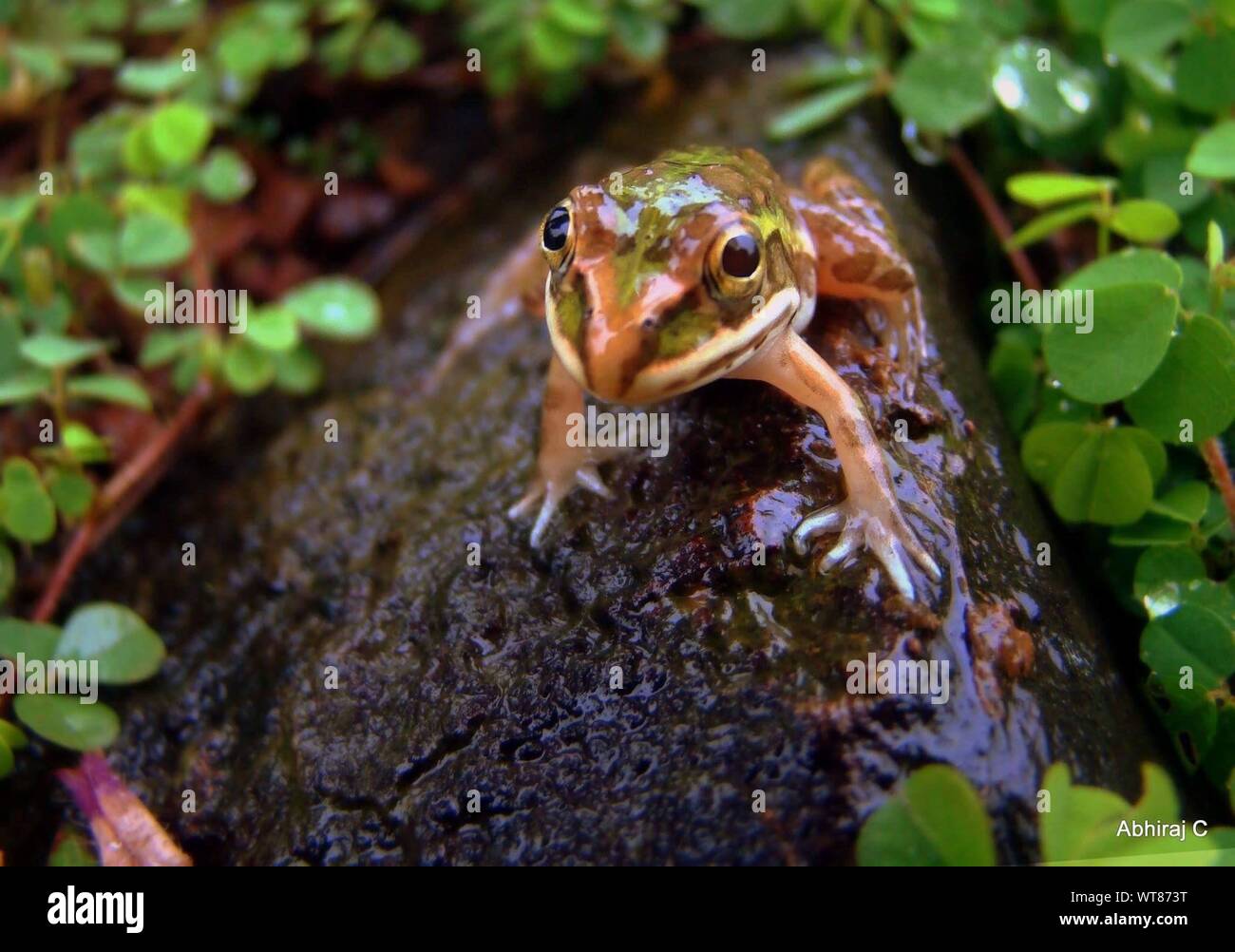 Slimy amphibian hi-res stock photography and images - Alamy