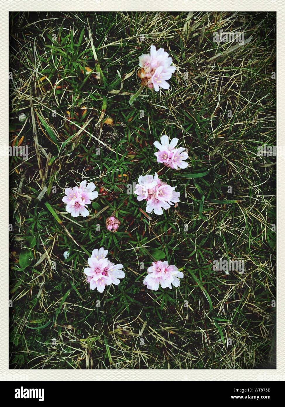 Pink meadow flowers hi-res stock photography and images - Alamy