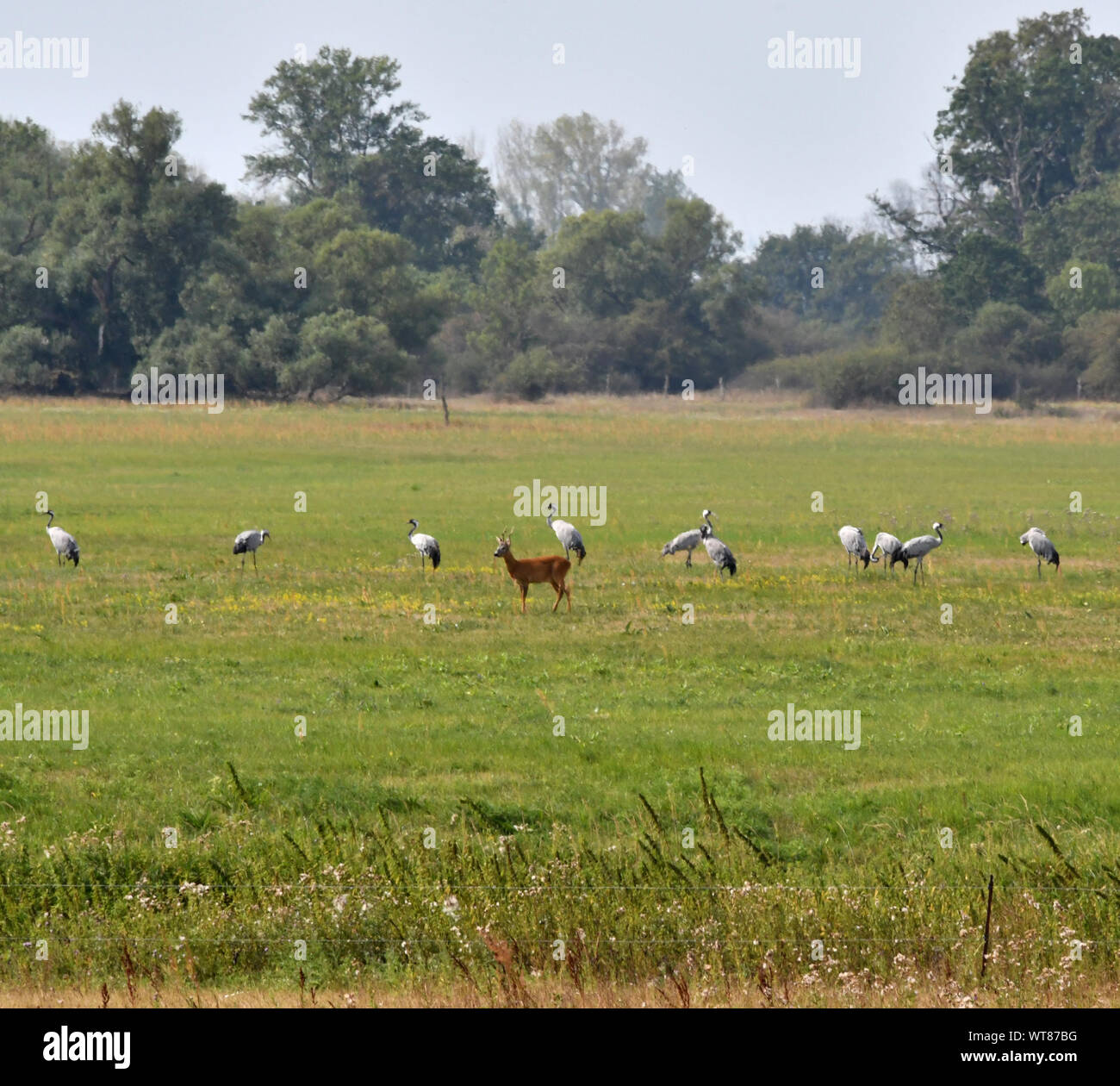 Jerichow, Germany. 29th Aug, 2019. Cranes and a deer graze together ...