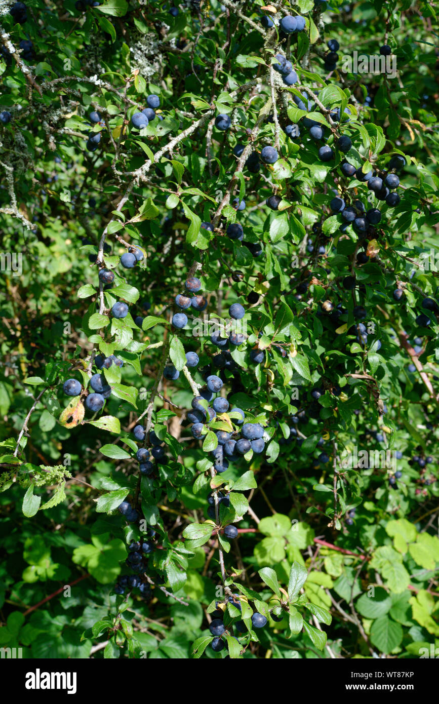 Sloes fruit blackthorn tree hi-res stock photography and images - Alamy