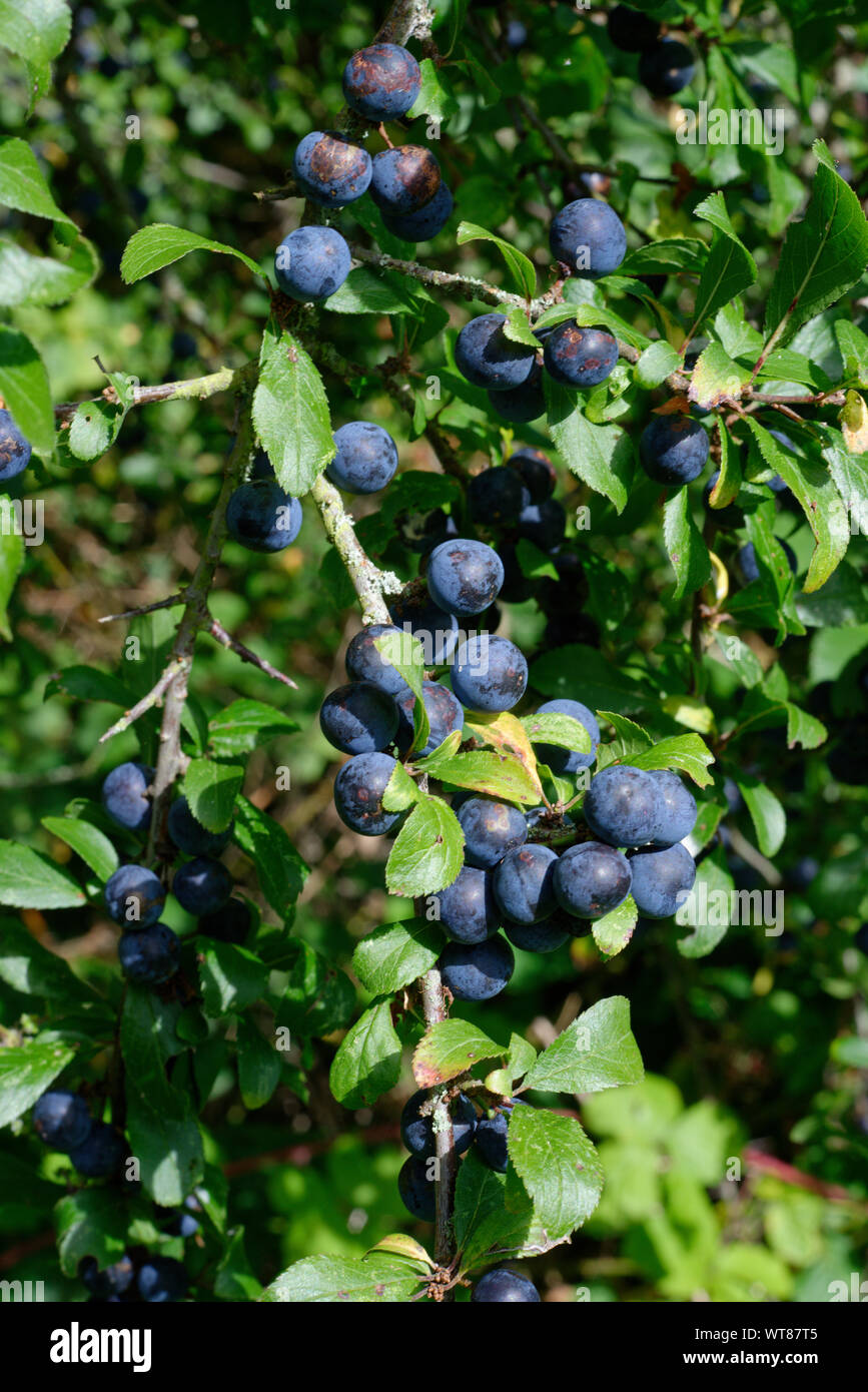 Sloes fruit blackthorn tree hi-res stock photography and images - Alamy