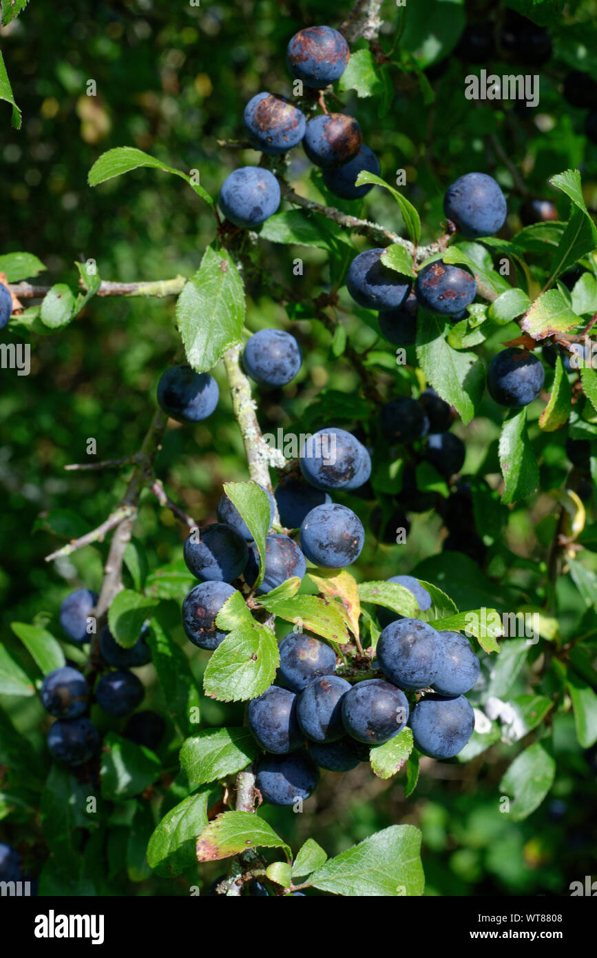 Sloes, purplish fruit of the common blackthorn bush Stock Photo - Alamy