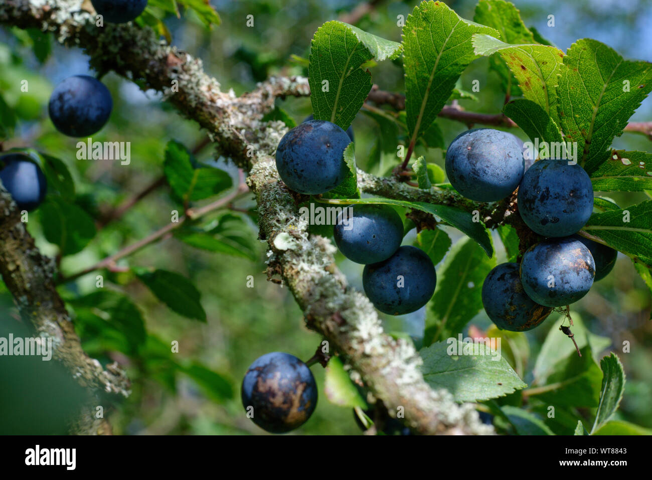 Sloes, purplish fruit of the common blackthorn bush Stock Photo - Alamy