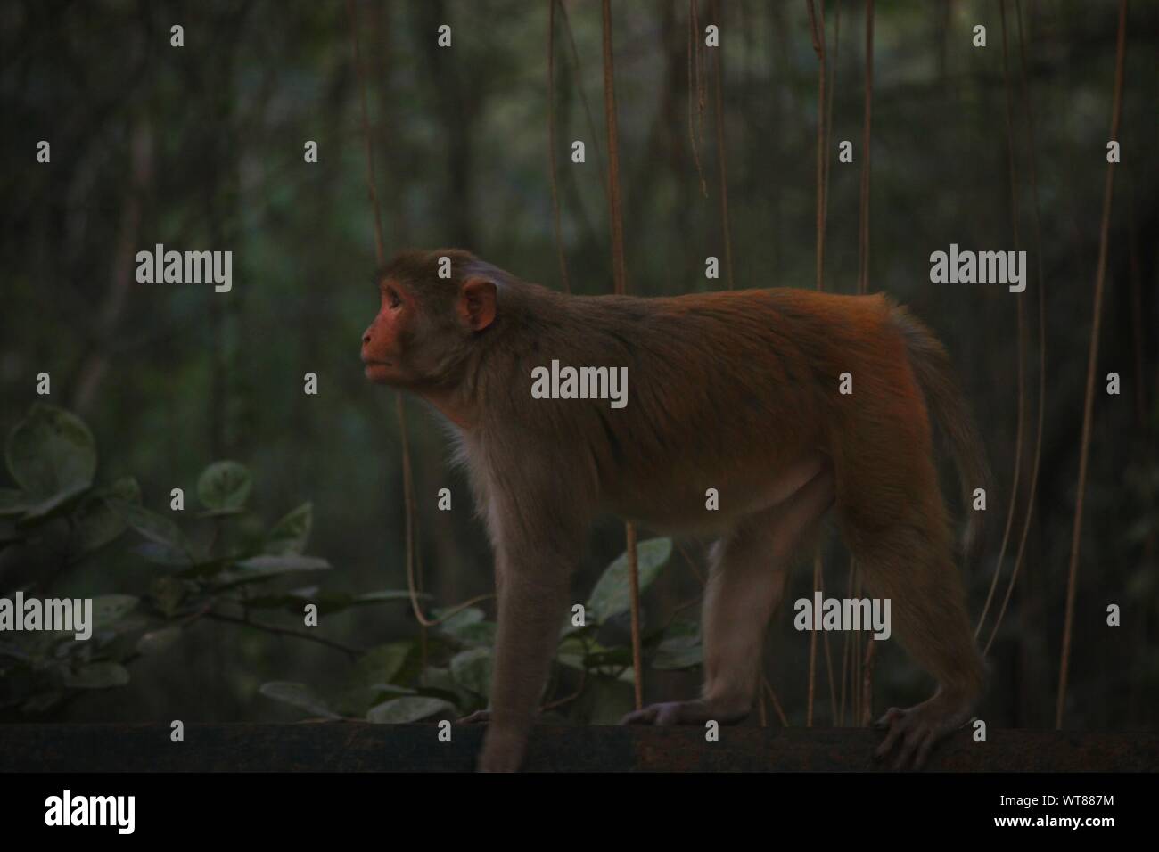 Monkey walking hi-res stock photography and images - Alamy