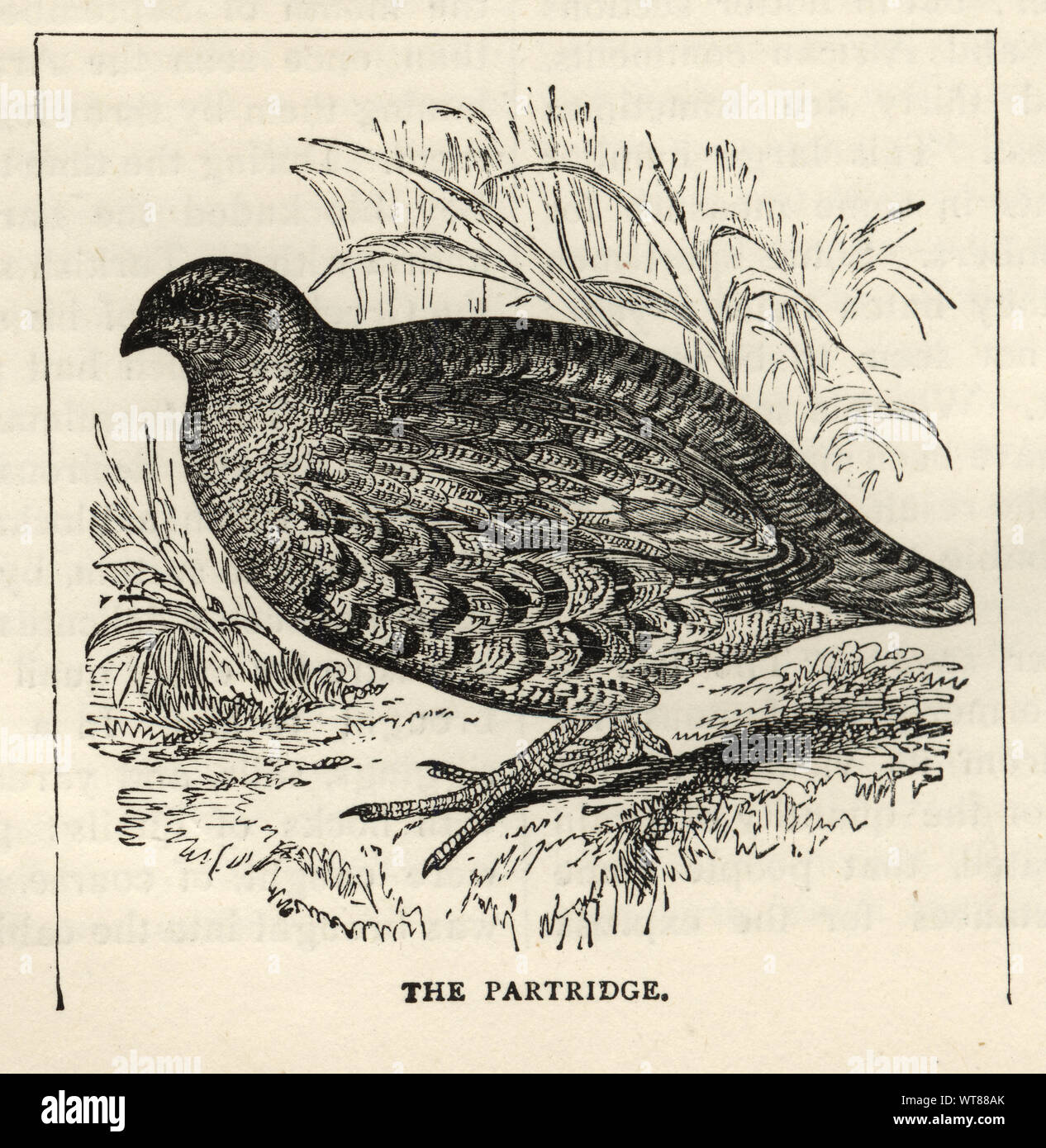 Vintage engraving of a Partridge, 19th Century Stock Photo - Alamy