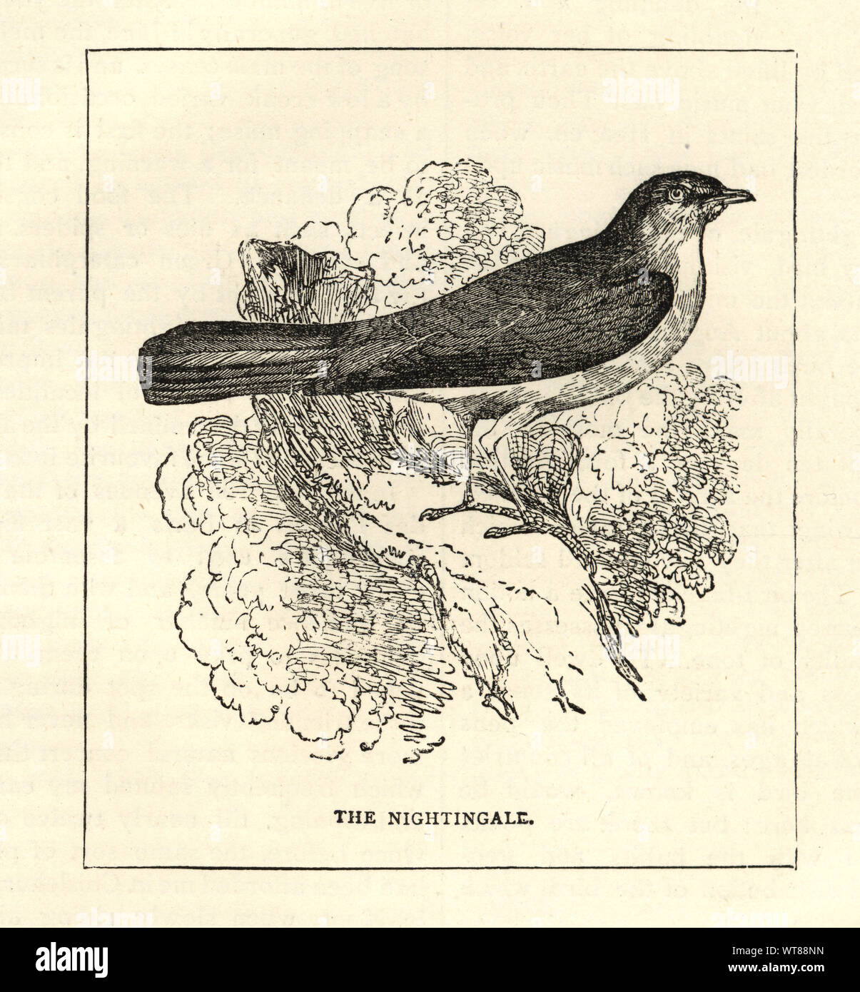 Vintage engraving of common nightingale or simply nightingale (Luscinia ...