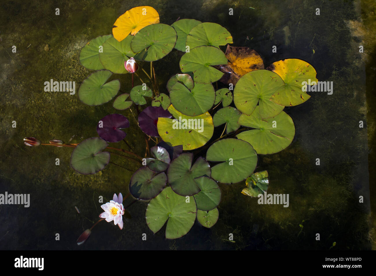 water lilies on a murkey pond, Lotus flower. Taken from above Stock ...