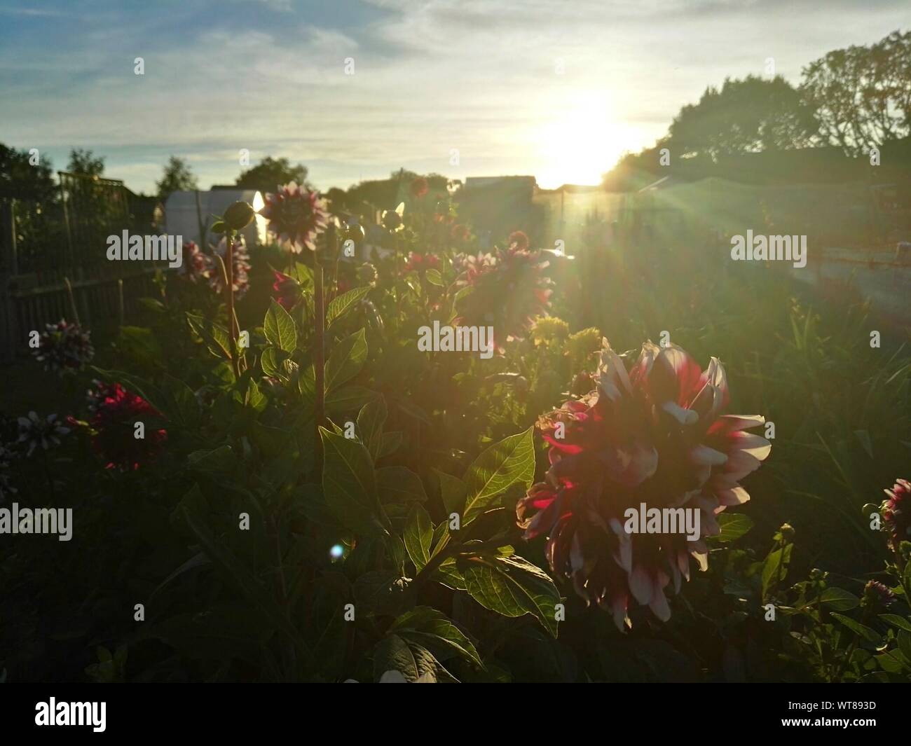 Shining flowers hi-res stock photography and images - Alamy