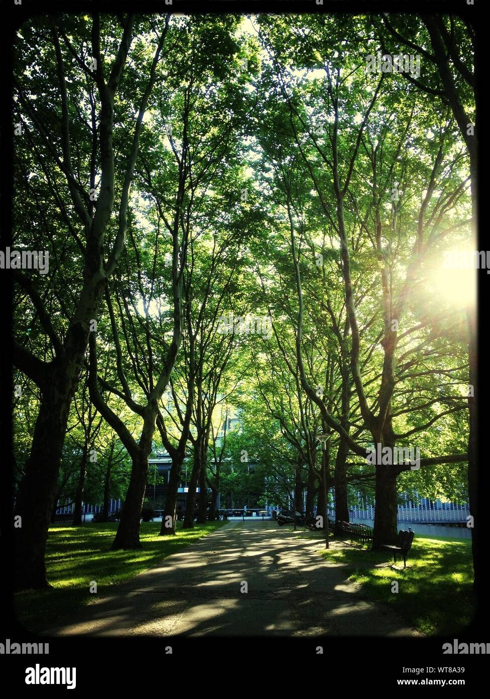 Treelined with pathway hi-res stock photography and images - Alamy