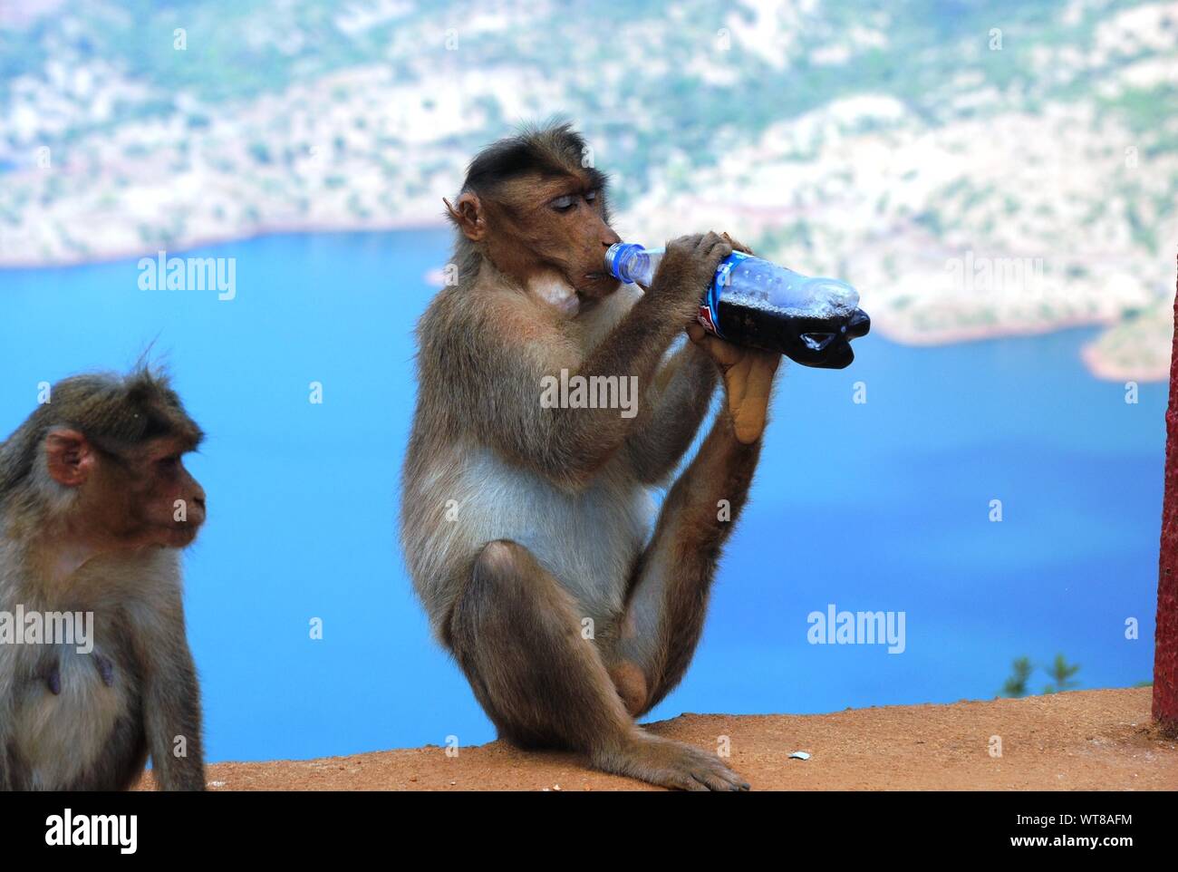 Monkey drinking water from bottle hi-res stock photography and images ...