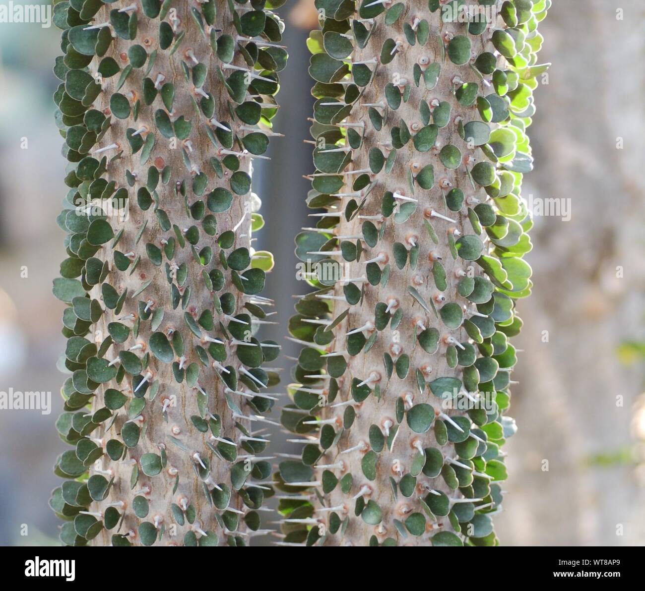 Cactus with leaves hi-res stock photography and images - Alamy