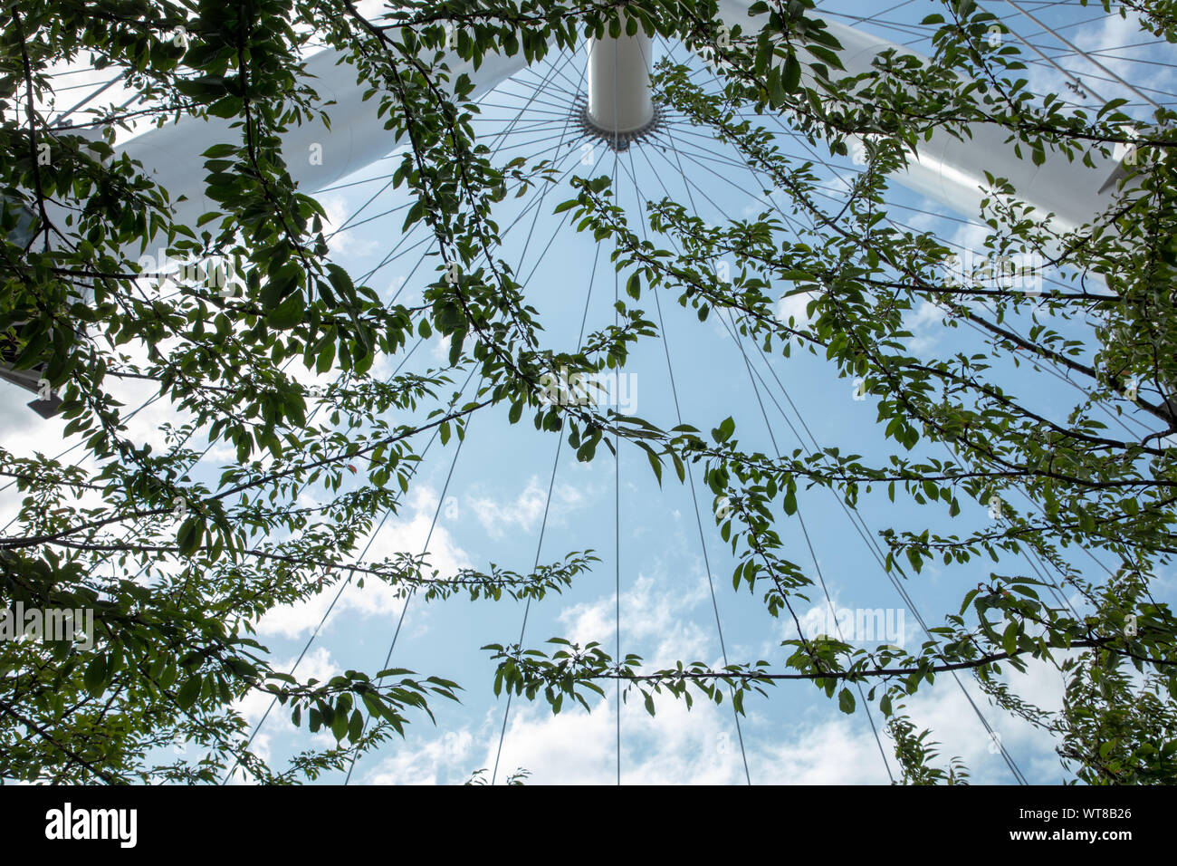 Natural formed tree branches and green leaves seen against the ...