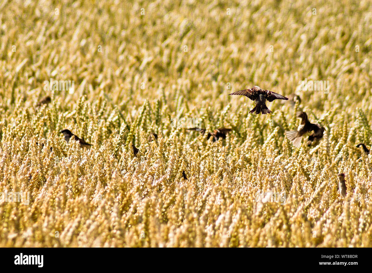 Sparrows wheat field hi-res stock photography and images - Alamy