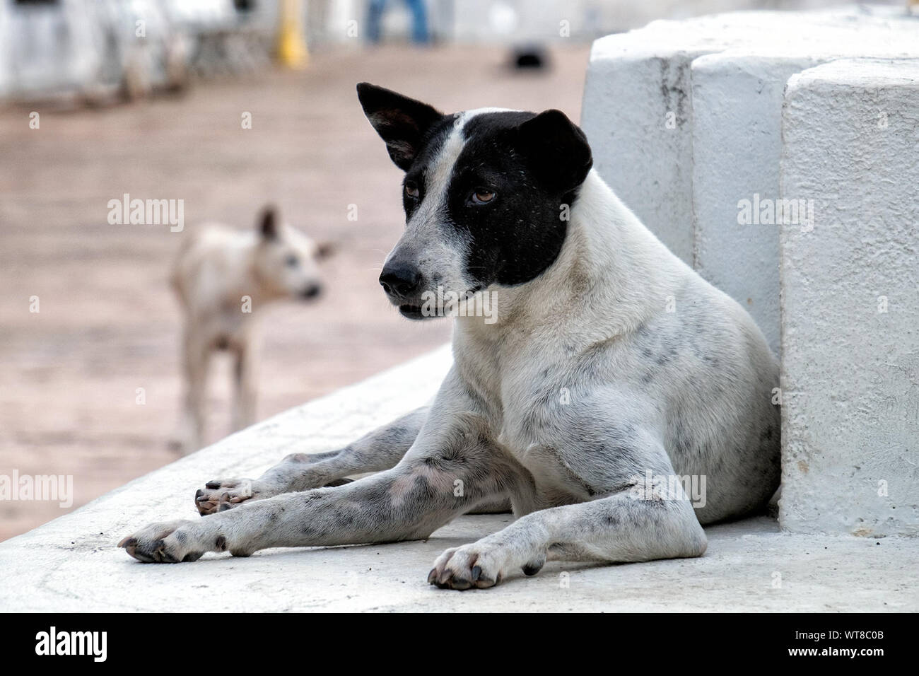 Why Do Dogs Lay On Hot Concrete