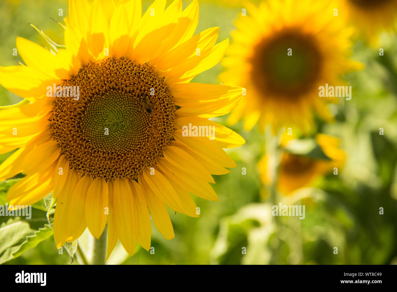 South france plant plants hi-res stock photography and images - Alamy