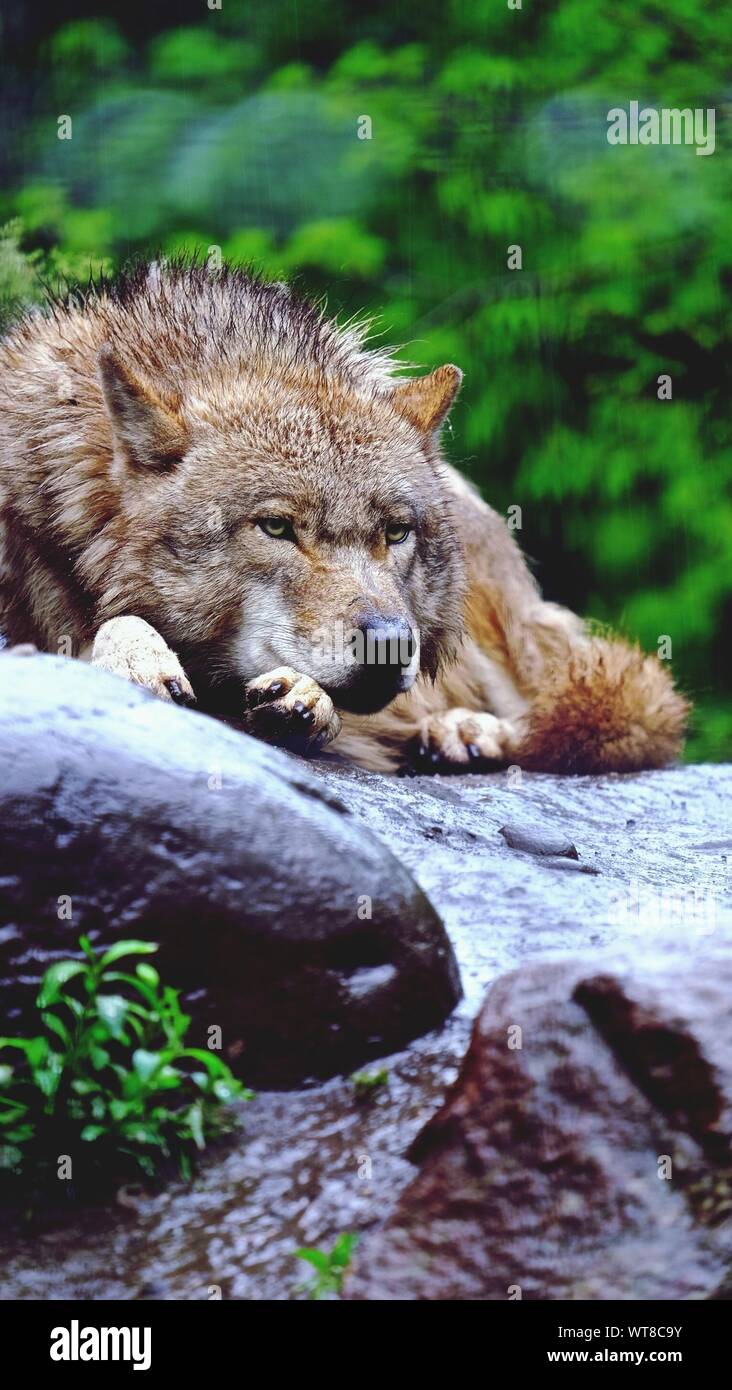 Relaxing animal hi-res stock photography and images - Alamy