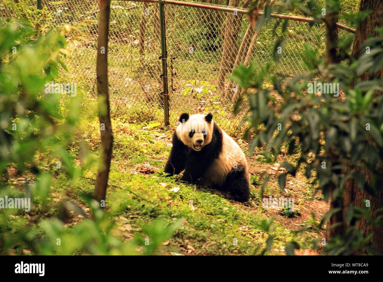 The panda forest hi-res stock photography and images - Alamy
