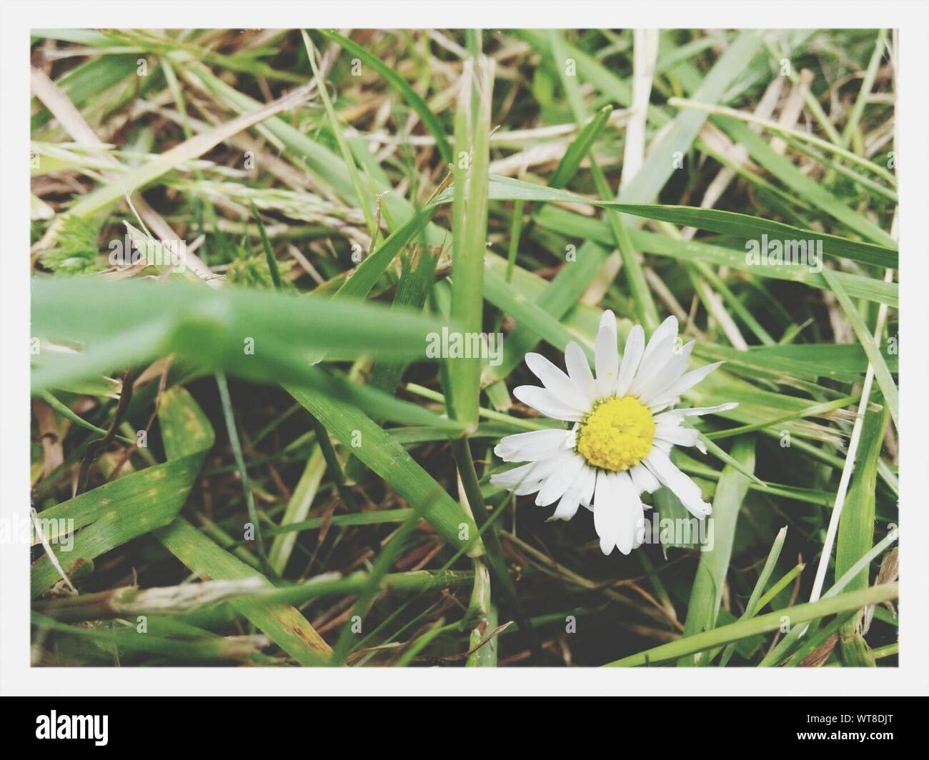 Daisy grass hi-res stock photography and images - Alamy