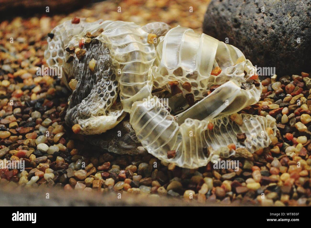 Snake shed skin hi-res stock photography and images - Alamy