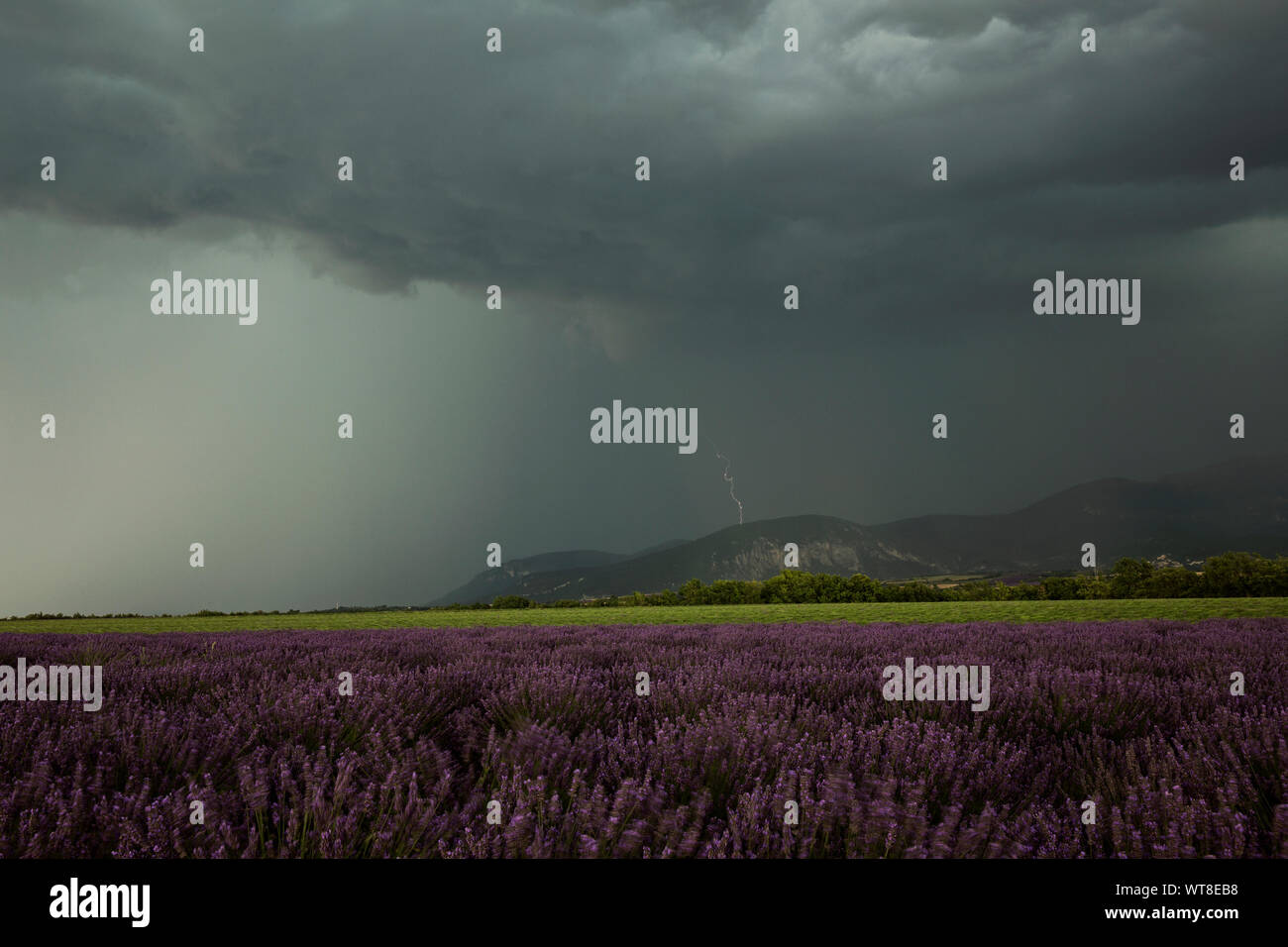 Rows of lavender grown in Provence France under a stormy, cloudy sky ...