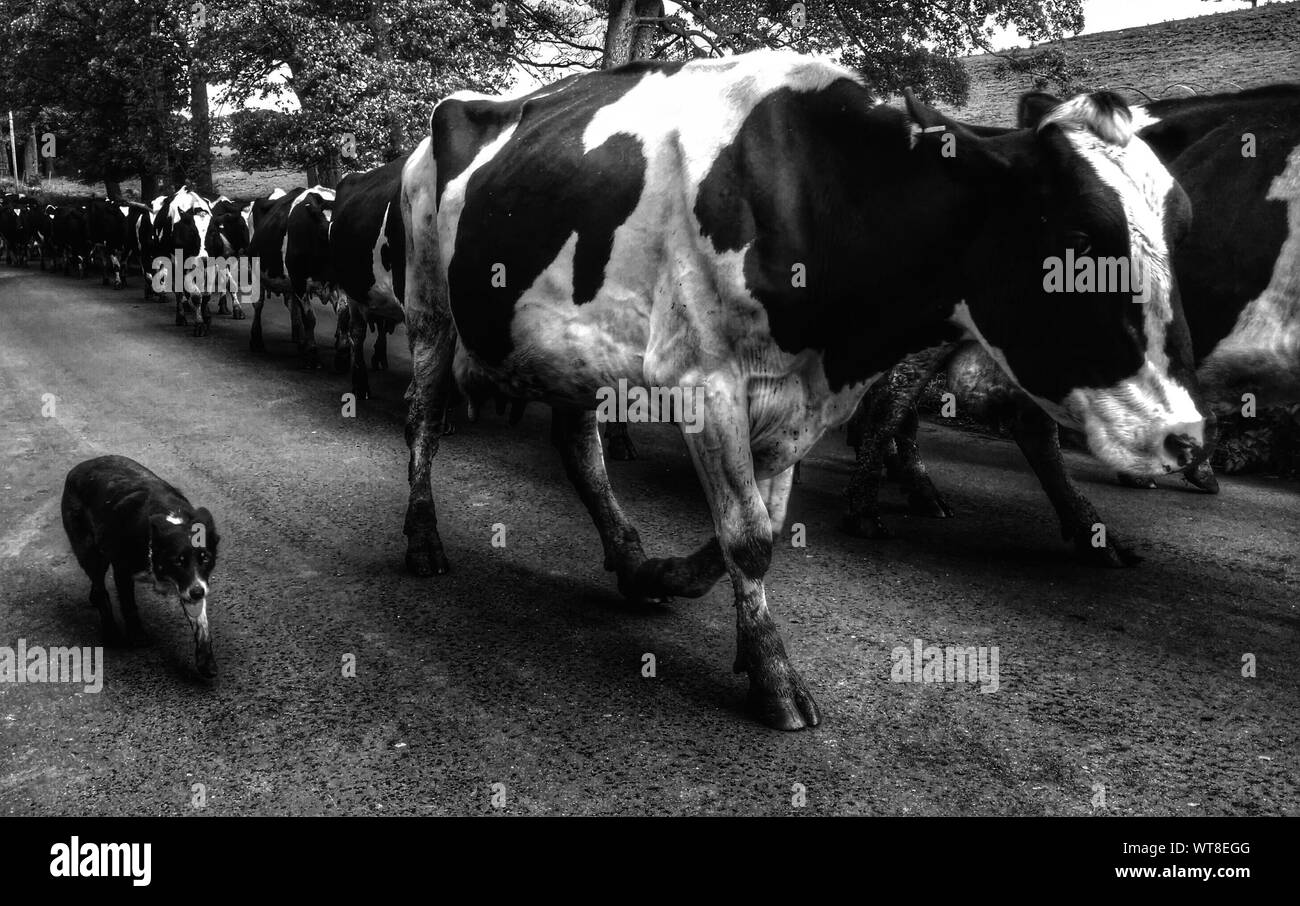 Walking dog cattle hi-res stock photography and images - Alamy