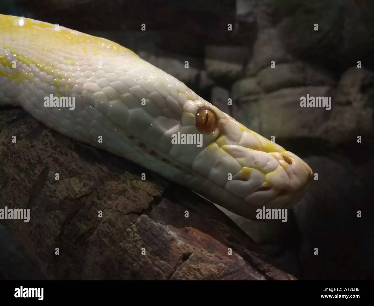 Snake alert hi-res stock photography and images - Alamy