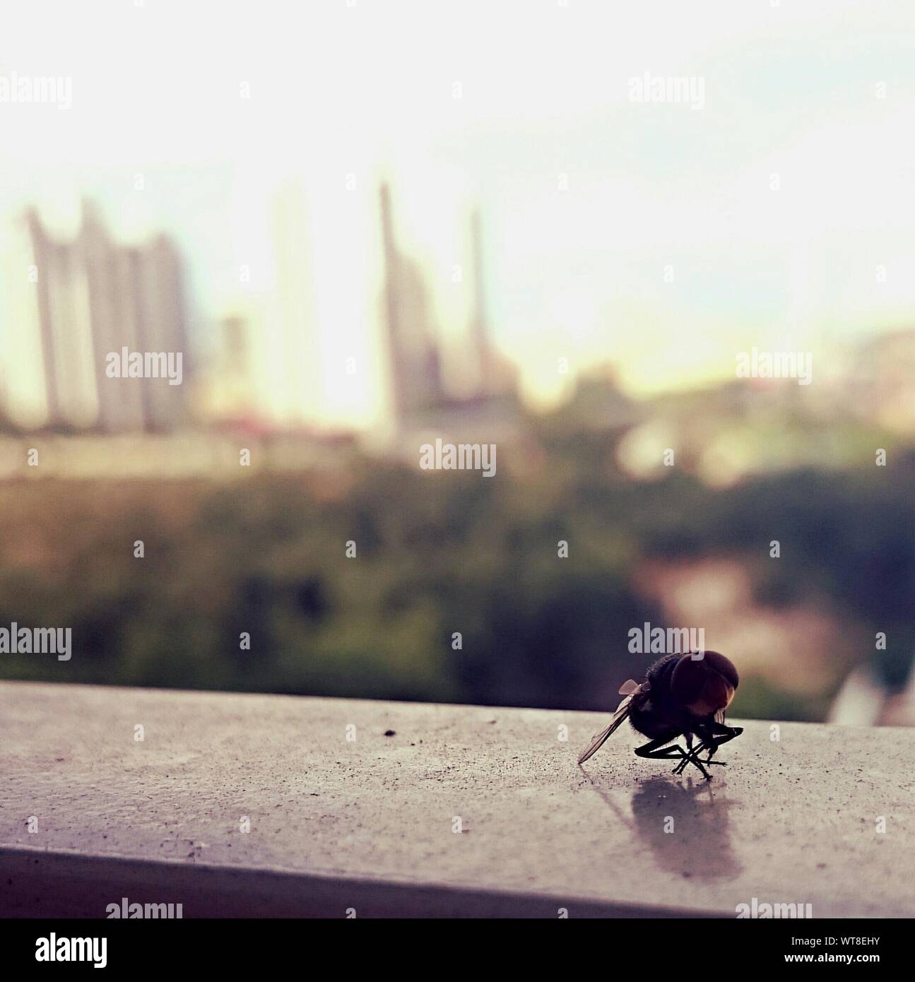 Insect buildings hi-res stock photography and images - Alamy