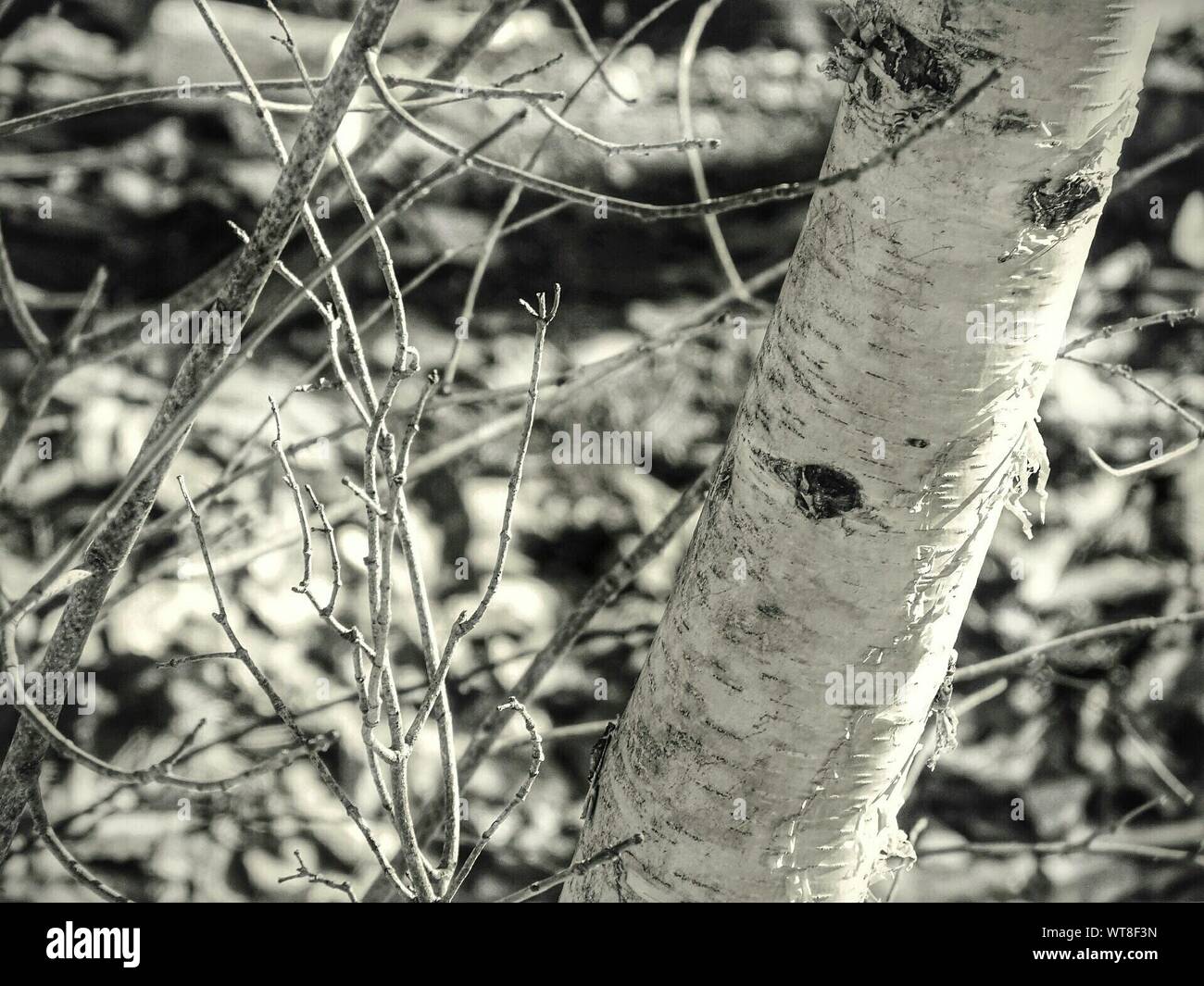 Trunk stem tree forest hi-res stock photography and images - Alamy