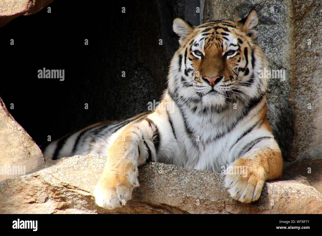 Cave and tiger for tiger hi-res stock photography and images - Alamy