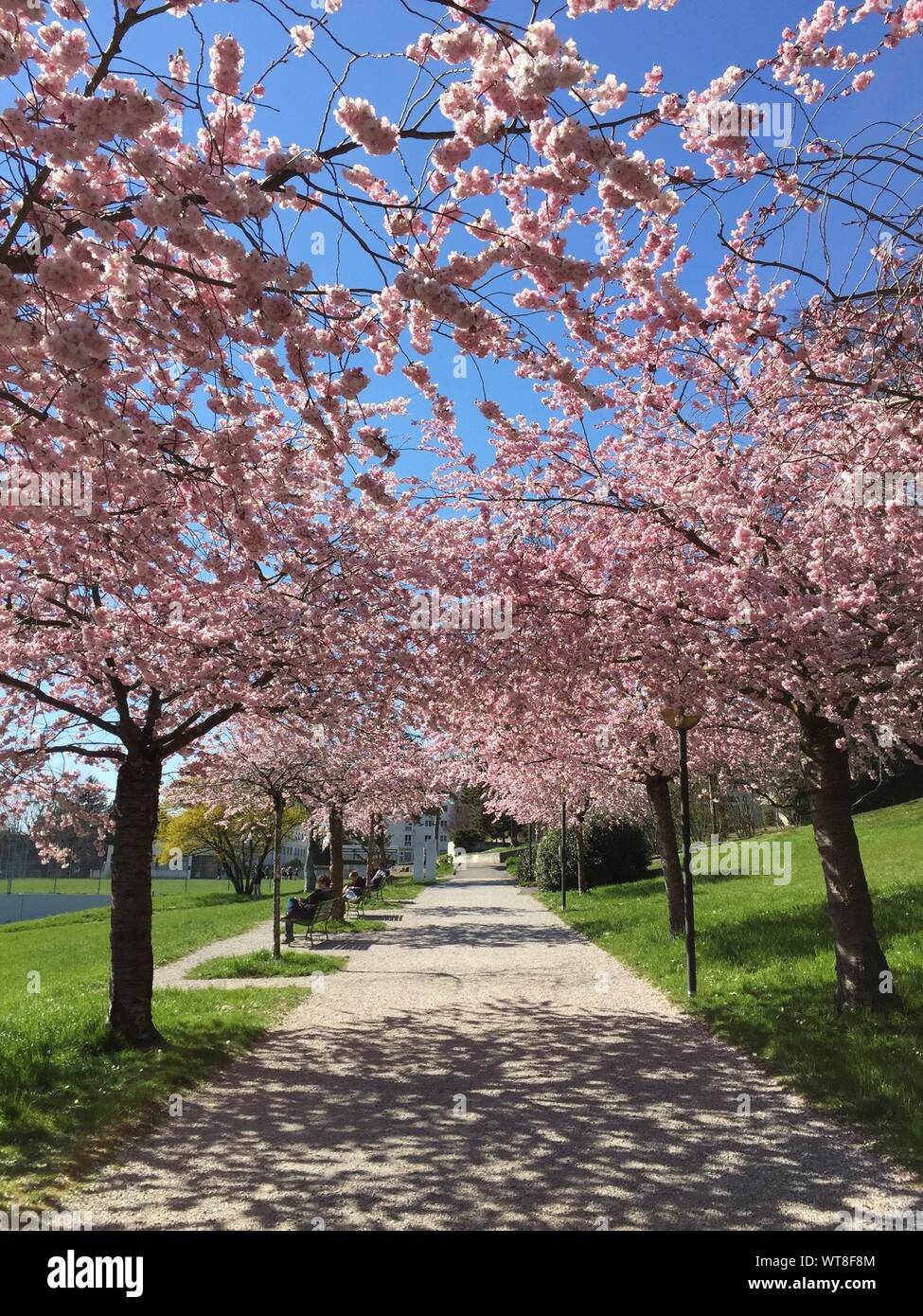 Cherry tree blossom man sitting hi-res stock photography and images - Alamy