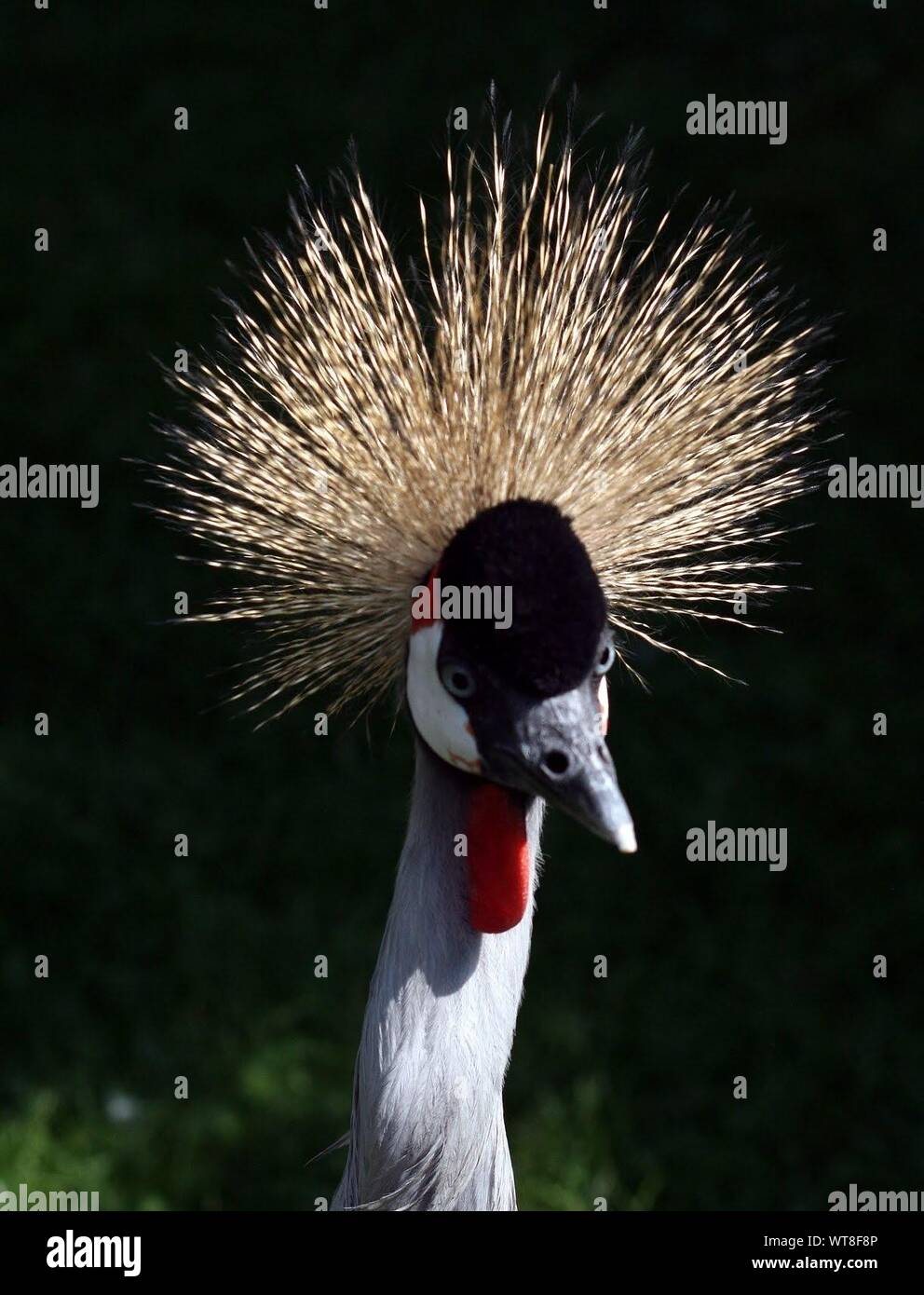 Bird head hi-res stock photography and images - Alamy