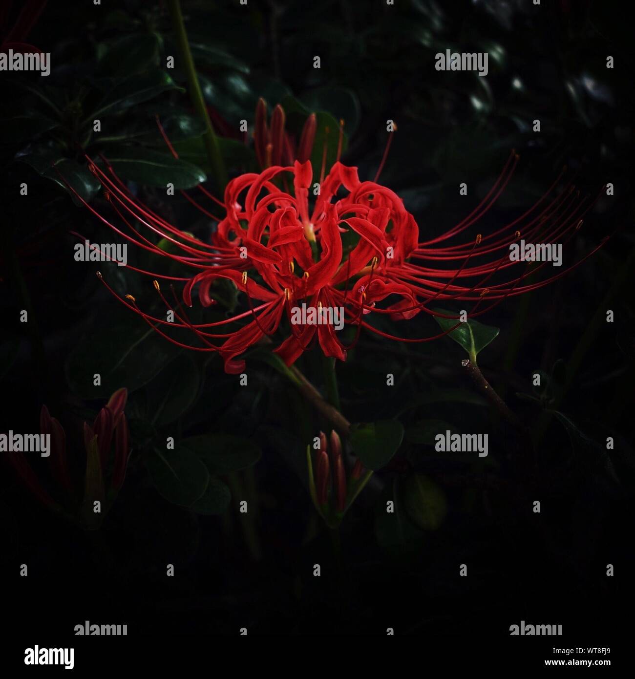 Lycoris hi-res stock photography and images - Alamy