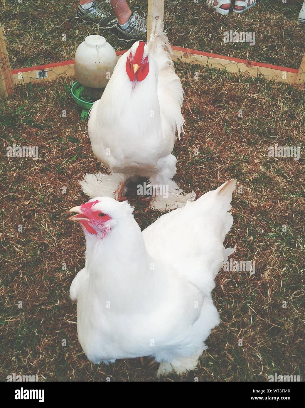 Two chickens hi-res stock photography and images - Alamy