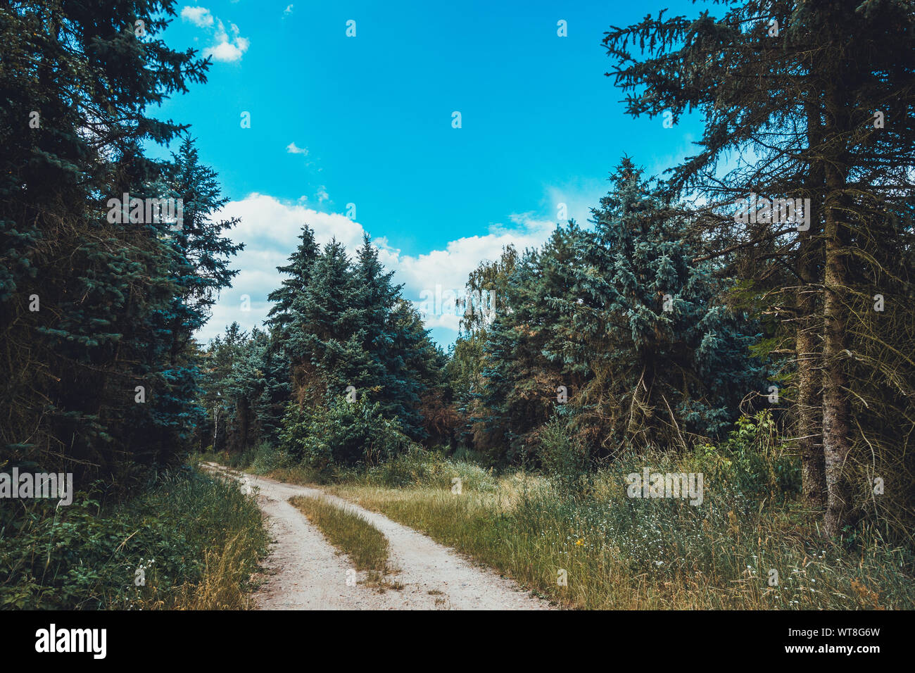 road in a forest with giant trees and green bushes Stock Photo - Alamy