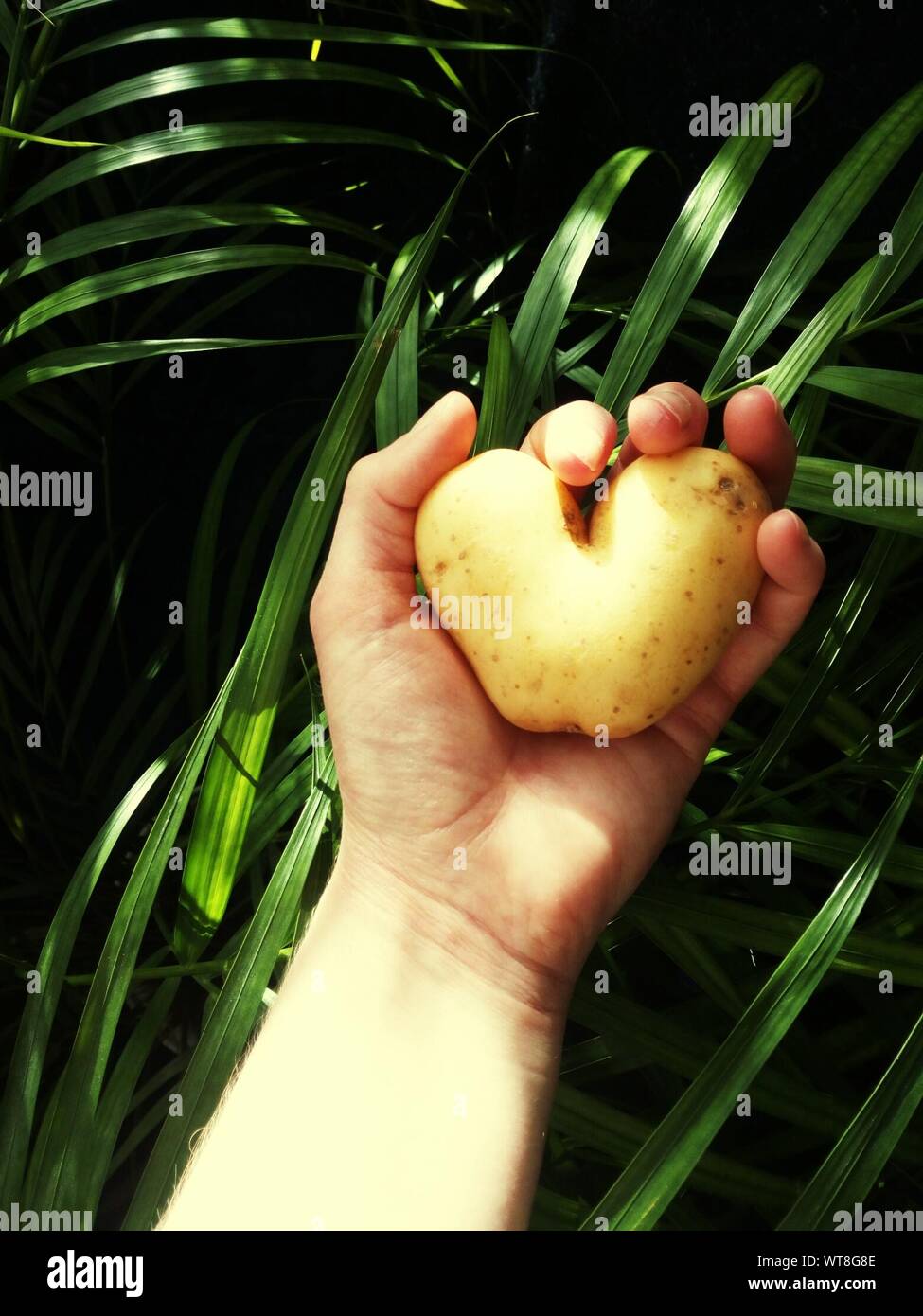 Hand holding potato hi-res stock photography and images - Alamy
