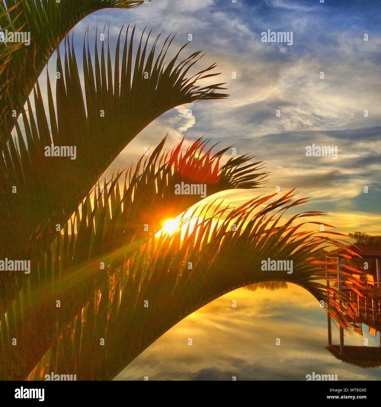 Palm tree fronds growth hi-res stock photography and images - Alamy