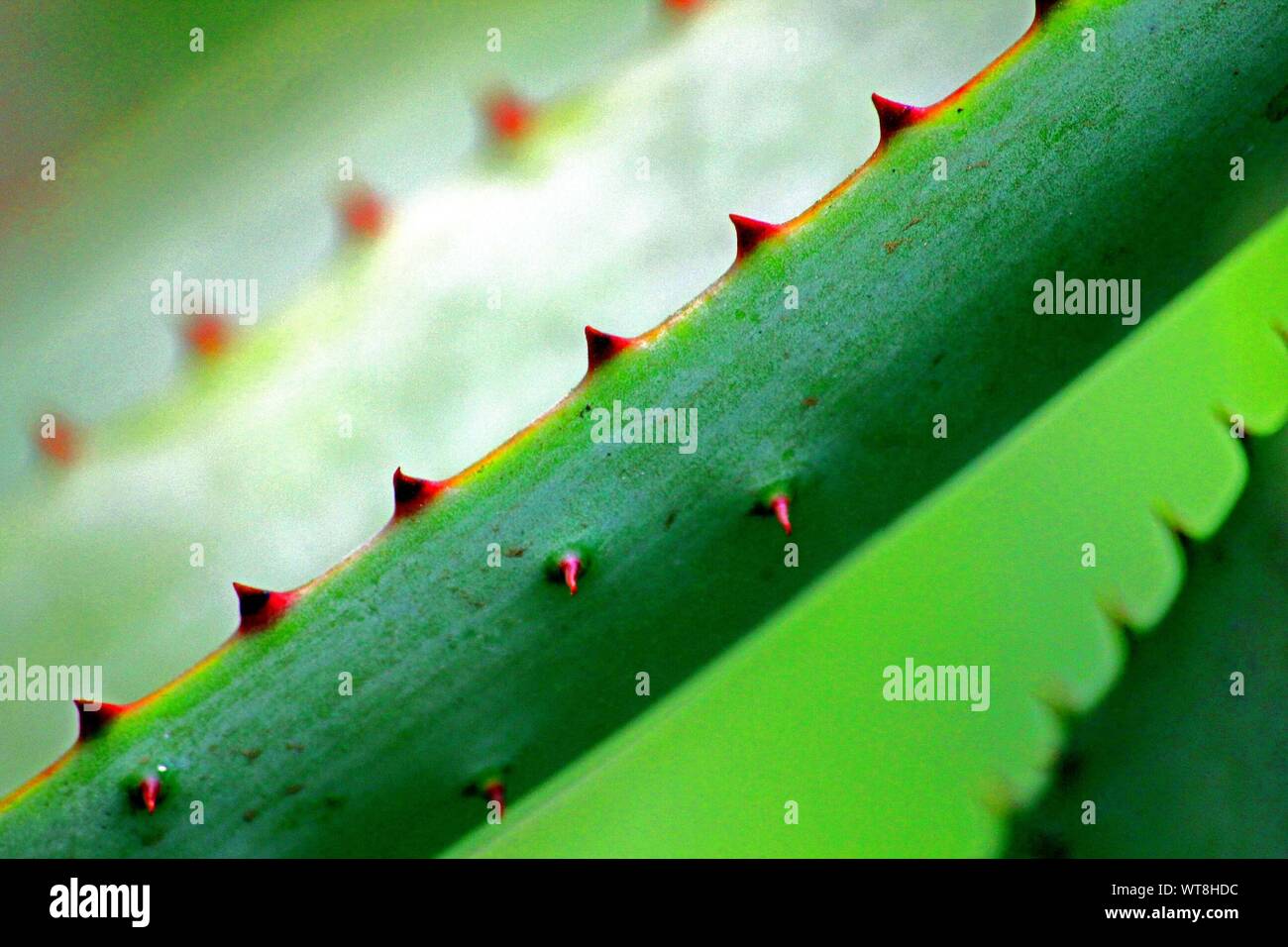 Spiky leaf plant hi-res stock photography and images - Alamy