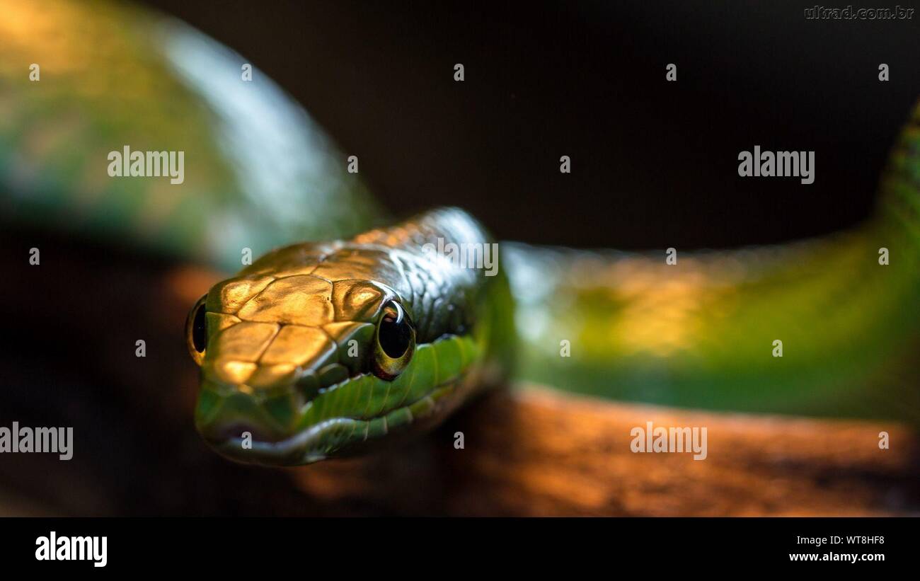 Portrait view hi-res stock photography and images - Alamy